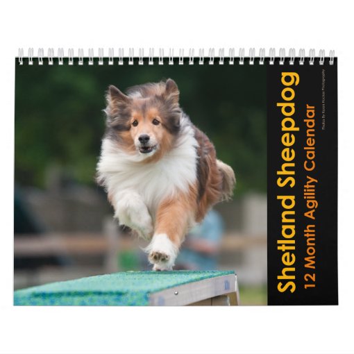 Shetland Sheepdog Agility Calendar | Zazzle