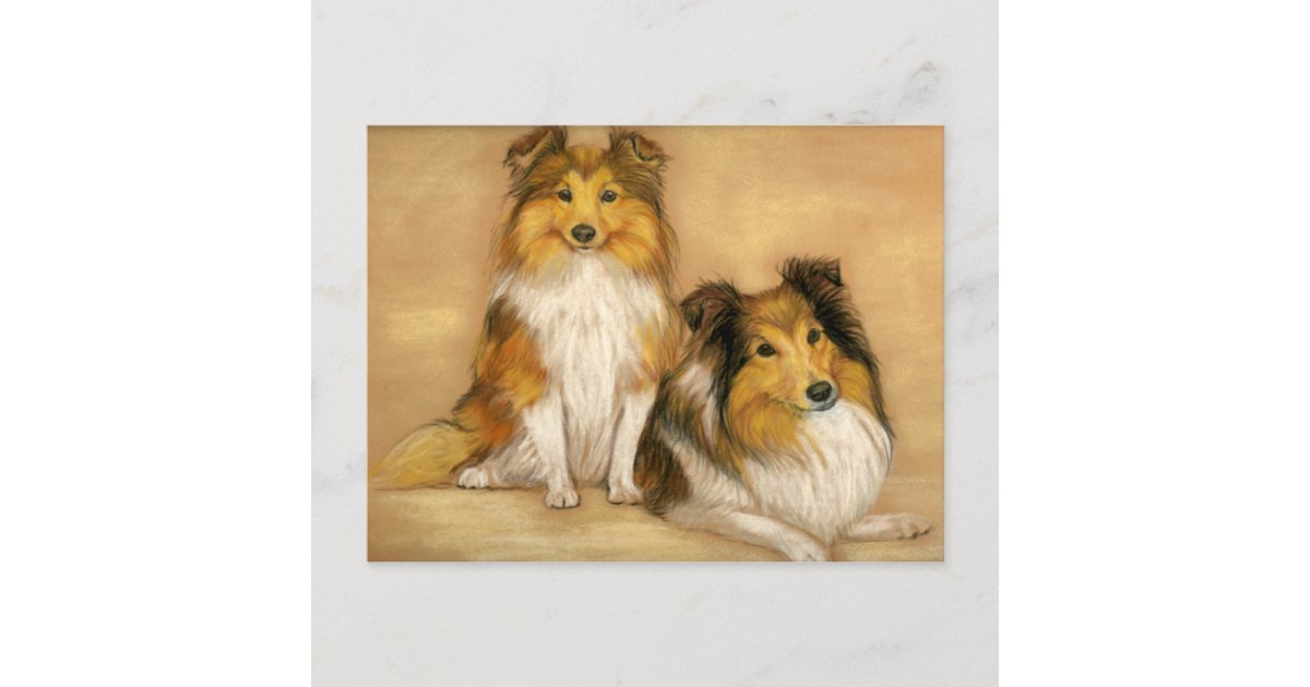 Shetland Sheepdog Dog Art Postcard | Zazzle