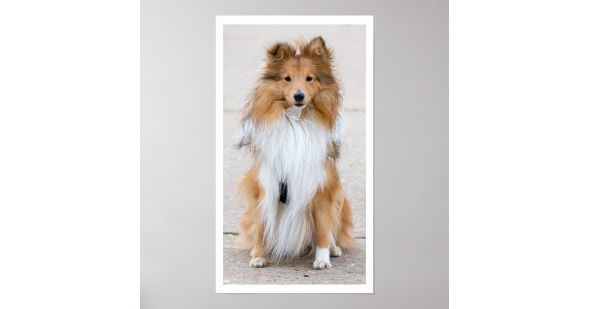 Shetland Sheepdog Sitting Poster | Zazzle