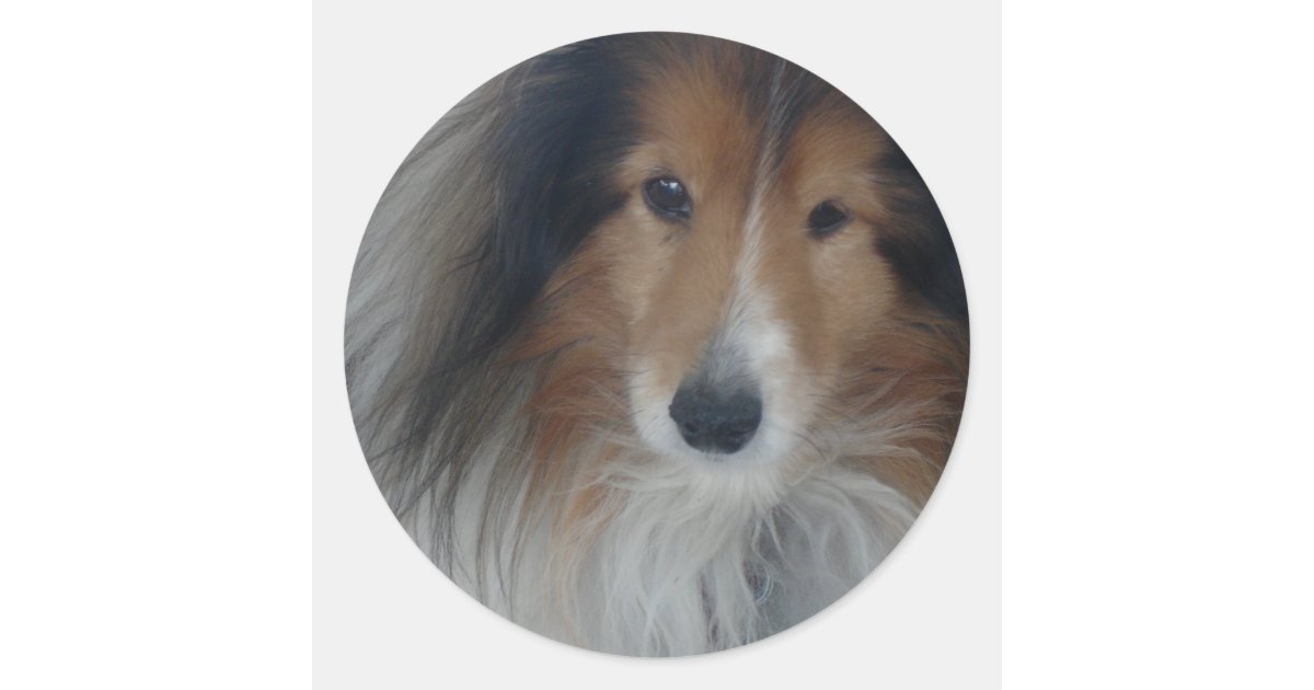 Shetland Sheepdog Stickers | Zazzle.com