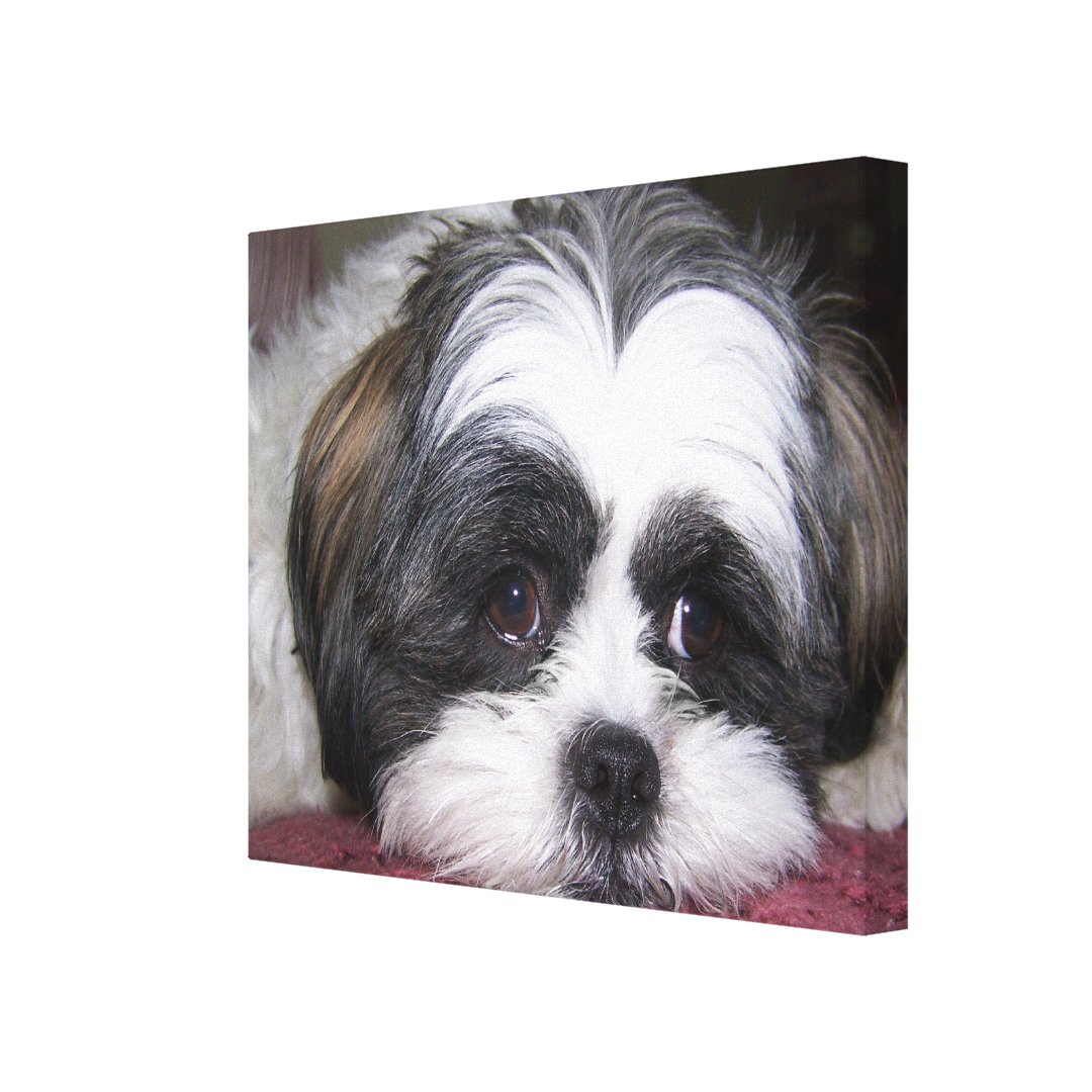 Shih Tzu Dog Canvas Print | Zazzle
