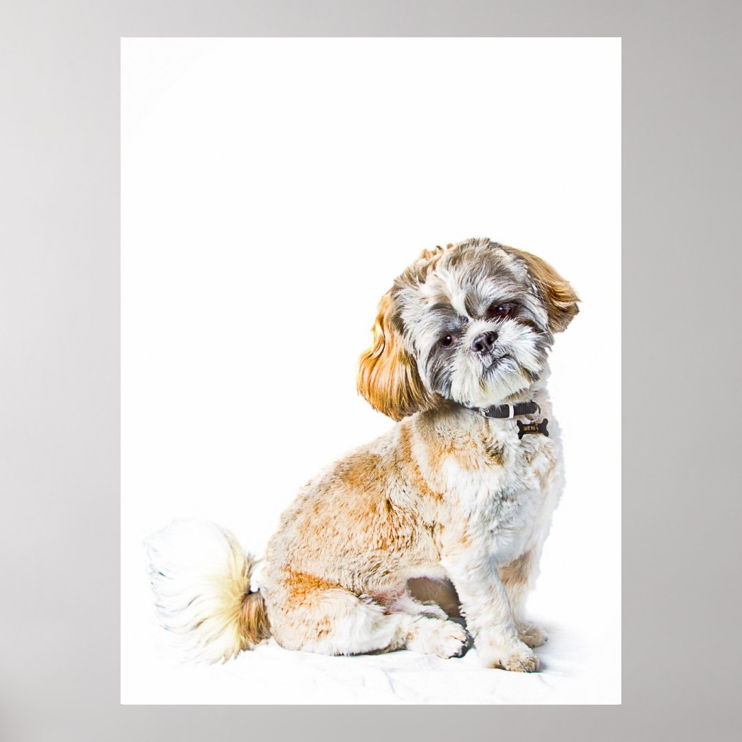 Shih Tzu Dog Poster/Print Poster | Zazzle