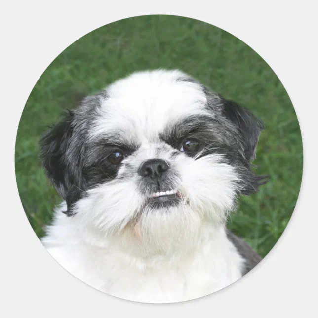 Shih Tzu face sticker | Zazzle