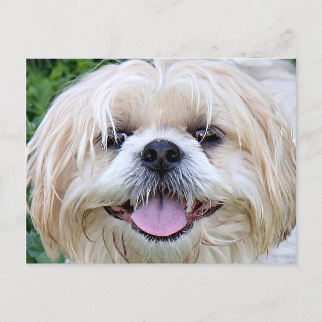 Shih Tzu Happy Face! Postcard | Zazzle
