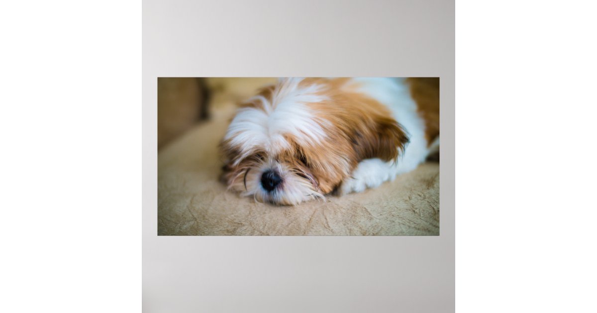 Shih Tzu Poster | Zazzle