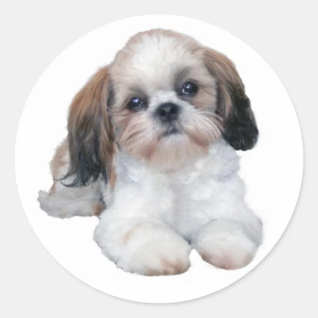 Shih Tzu Sticker | Zazzle