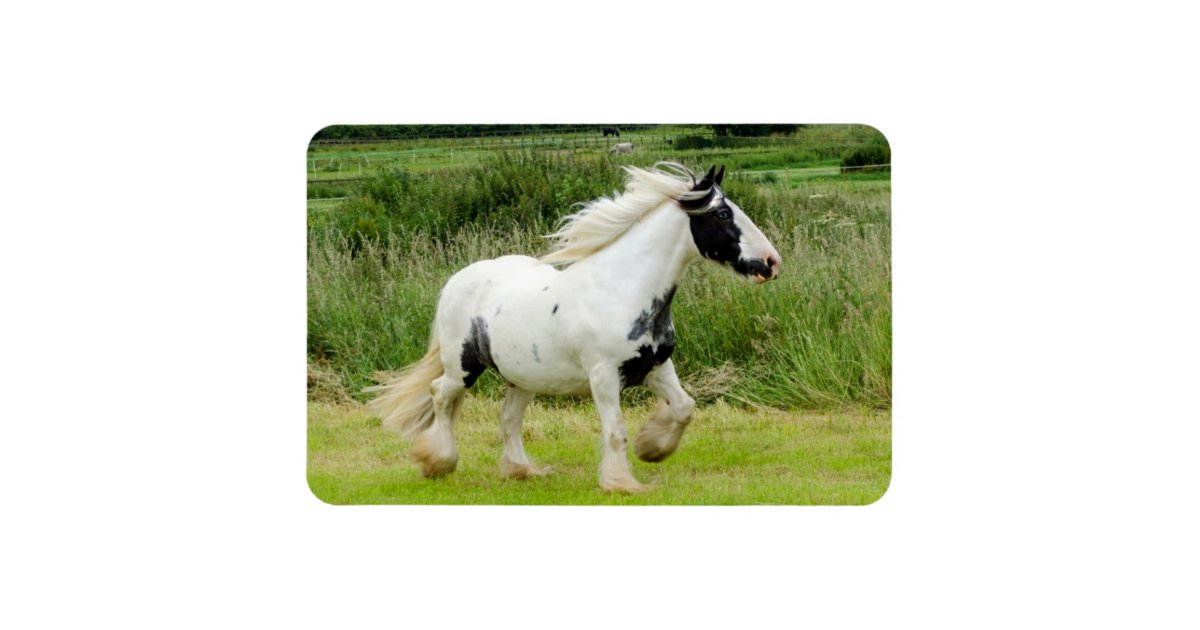 Shire paint horse Flexible Magnet | Zazzle