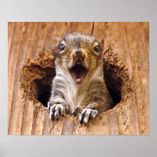Shocked Squirrel Poster | Zazzle