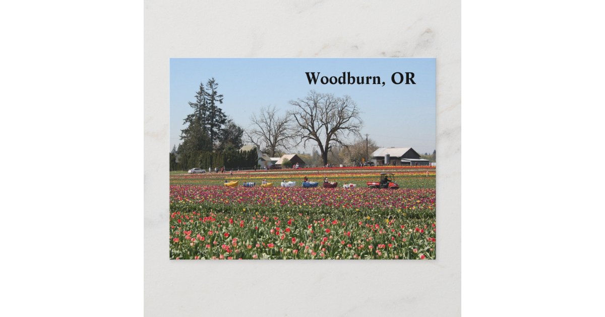 Shoe Shoe Train Postcard | Zazzle