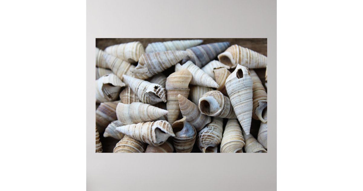 Shoreline Cone Shells Poster | Zazzle