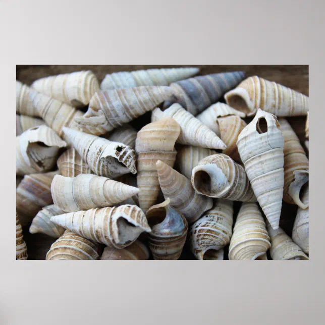 Shoreline Cone Shells Poster | Zazzle