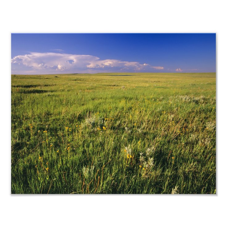 Short Grass Prairie in remote northeastern Photo Print | Zazzle