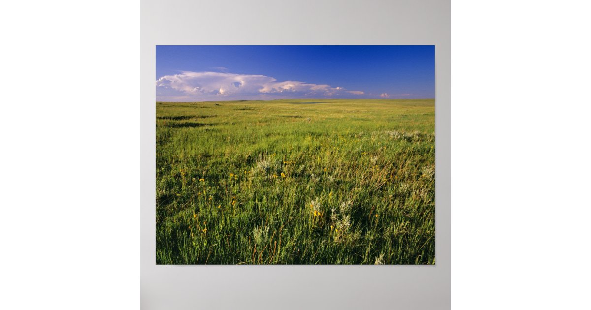 Short Grass Prairie in remote northeastern Poster | Zazzle