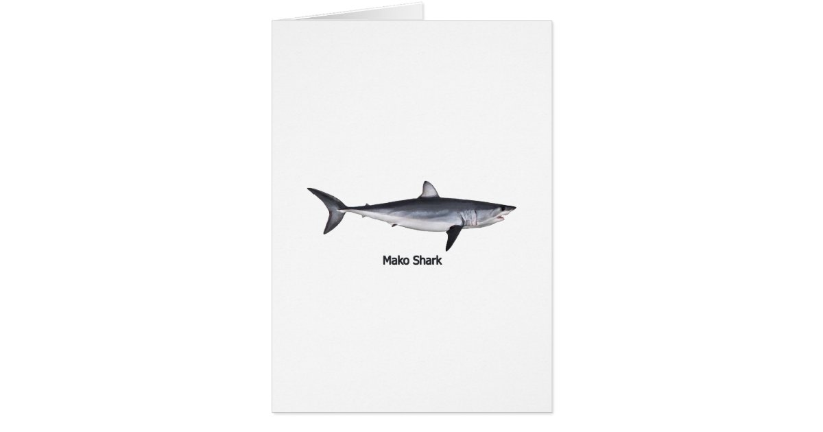Shortfin Mako Shark Illustration | Zazzle
