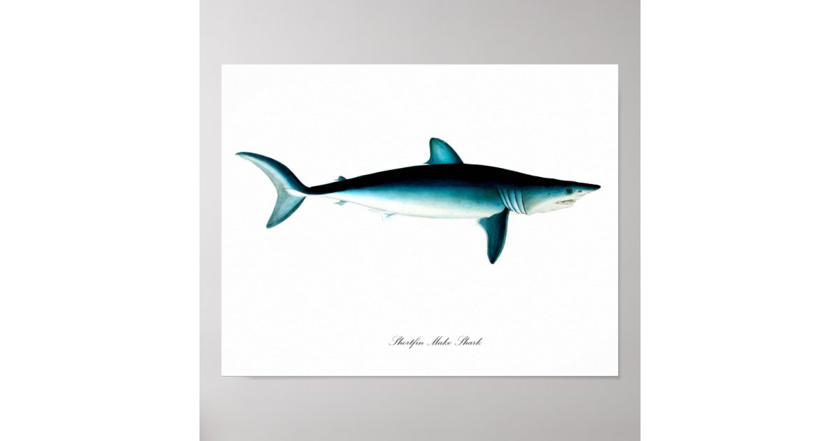 Shortfin Mako Shark Poster Art Print no. 4 | Zazzle