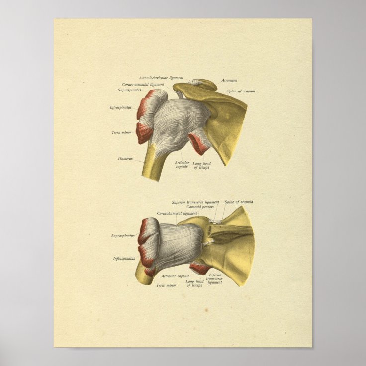 Shoulder Joint Bones Anatomy Print | Zazzle