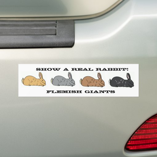 Show A Real Rabbit Flemish Giant Bumper Sticker | Zazzle