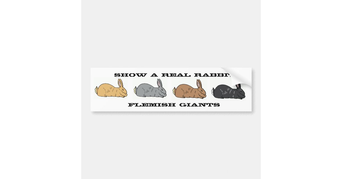 Show A Real Rabbit Flemish Giant Bumper Sticker | Zazzle