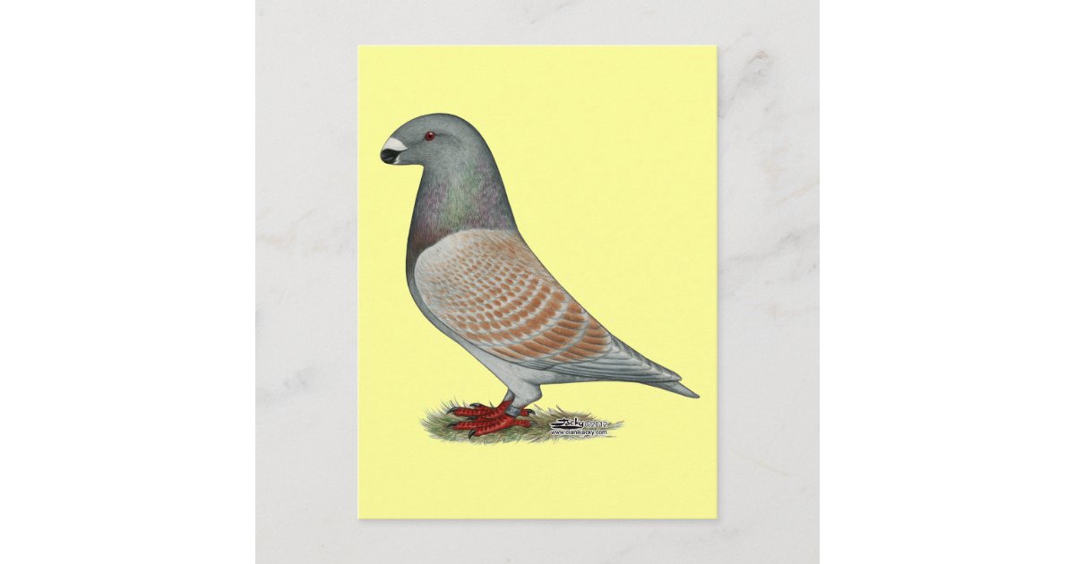 Show Racer Recessive Opal Postcard | Zazzle