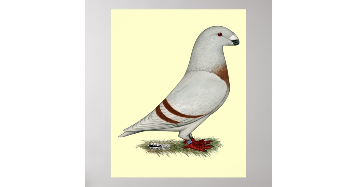 Show Racer Red Bar Pigeon Poster | Zazzle