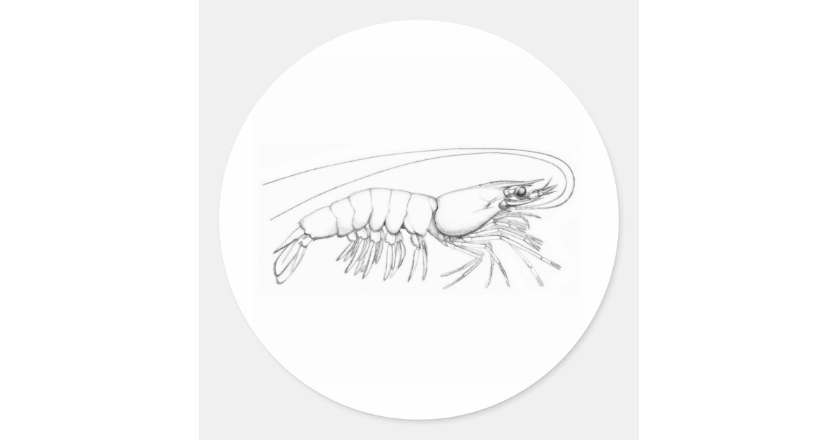 Shrimp Logo Classic Round Sticker | Zazzle