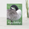 Shy Canada Goose Wildlife Birthday Card | Zazzle