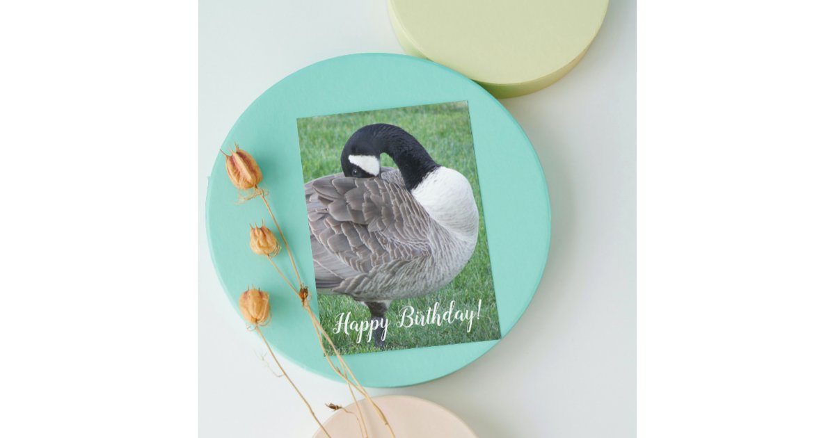 Shy Canada Goose Wildlife Birthday Card | Zazzle