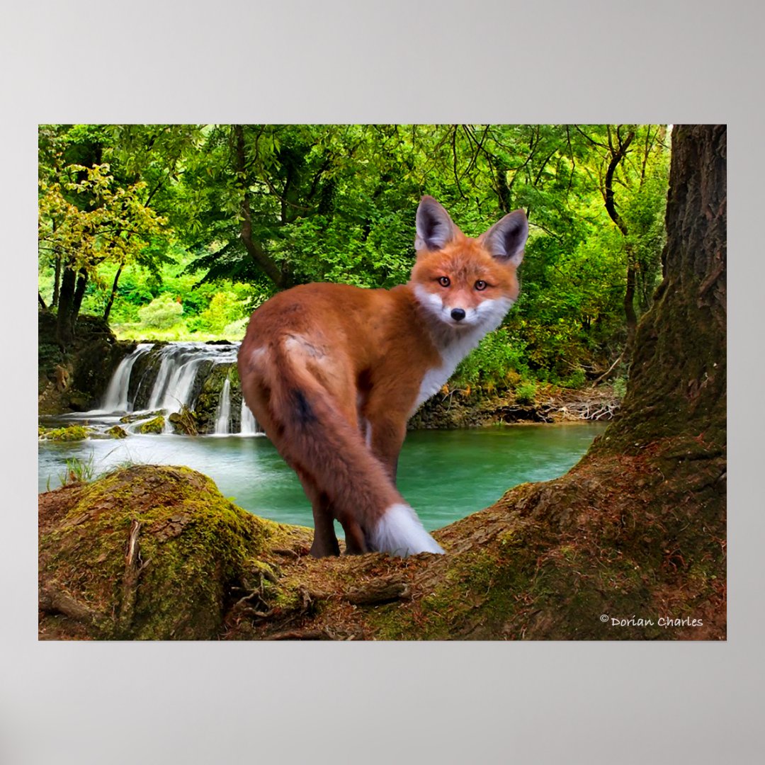 "Shy Little Vixen" Poster | Zazzle