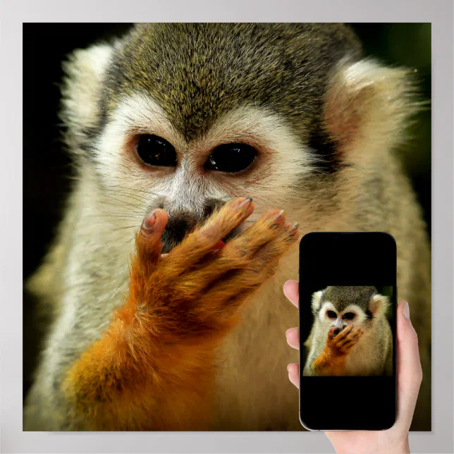 Shy Monkey Poster | Zazzle