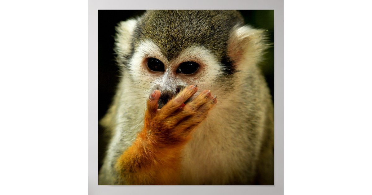 Shy Monkey Poster | Zazzle
