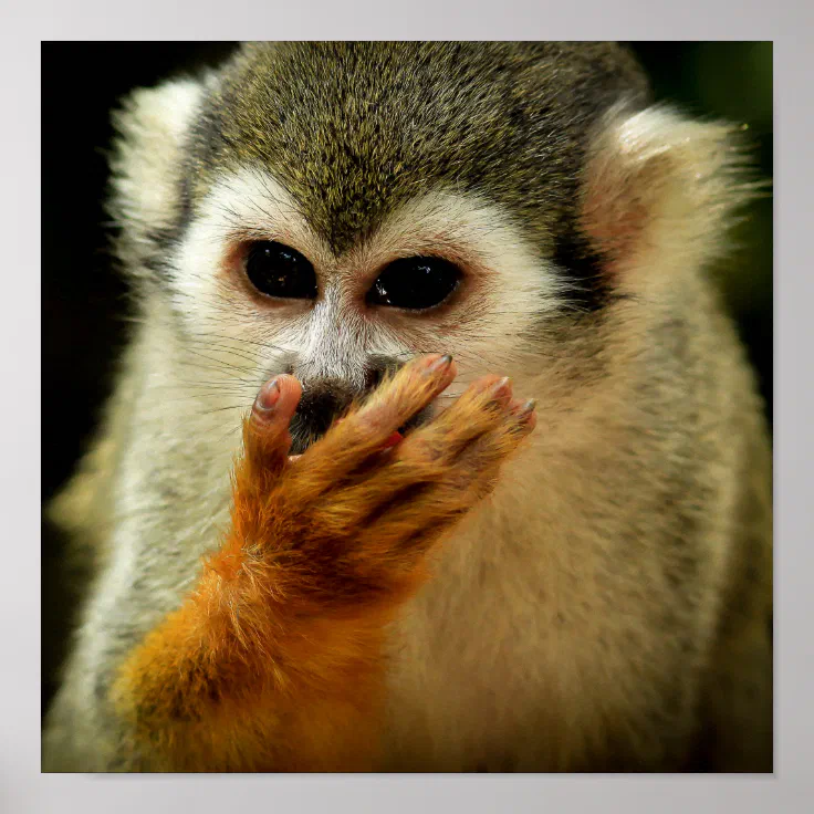 Shy Monkey Poster | Zazzle