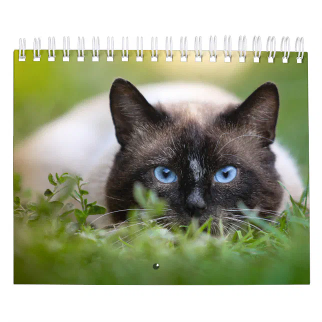 Siamese Cat Calendar | Zazzle