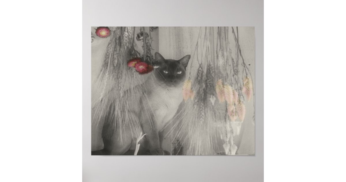 Siamese Cat Posing Vintage Partial Color Poster | Zazzle