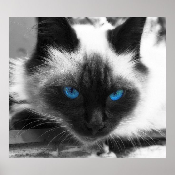 Siamese Cat Poster | Zazzle