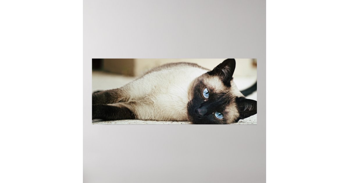 Siamese Cat Poster | Zazzle