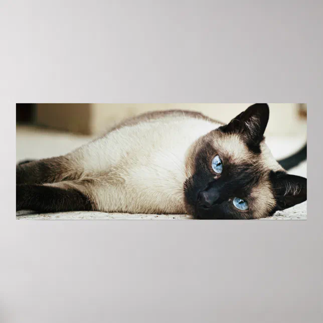 Siamese Cat Poster | Zazzle
