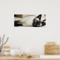 Siamese Cat Poster | Zazzle