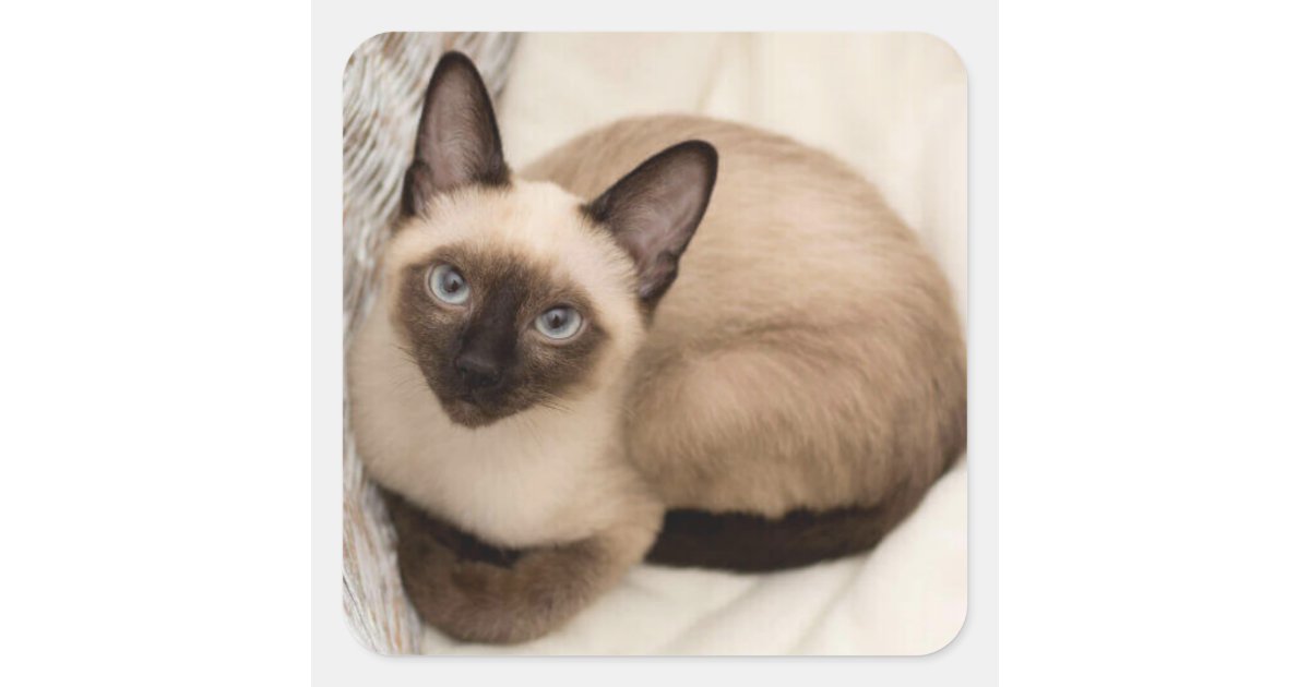 Siamese cat sticker | Zazzle