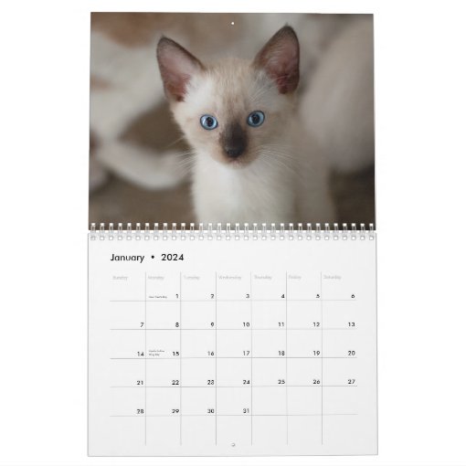 Siamese Kitty Cat Cute 2021 Calendar | Zazzle