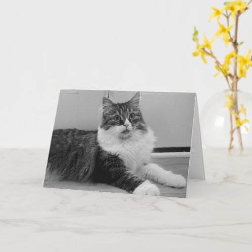 Siberian Cat Note Card | Zazzle