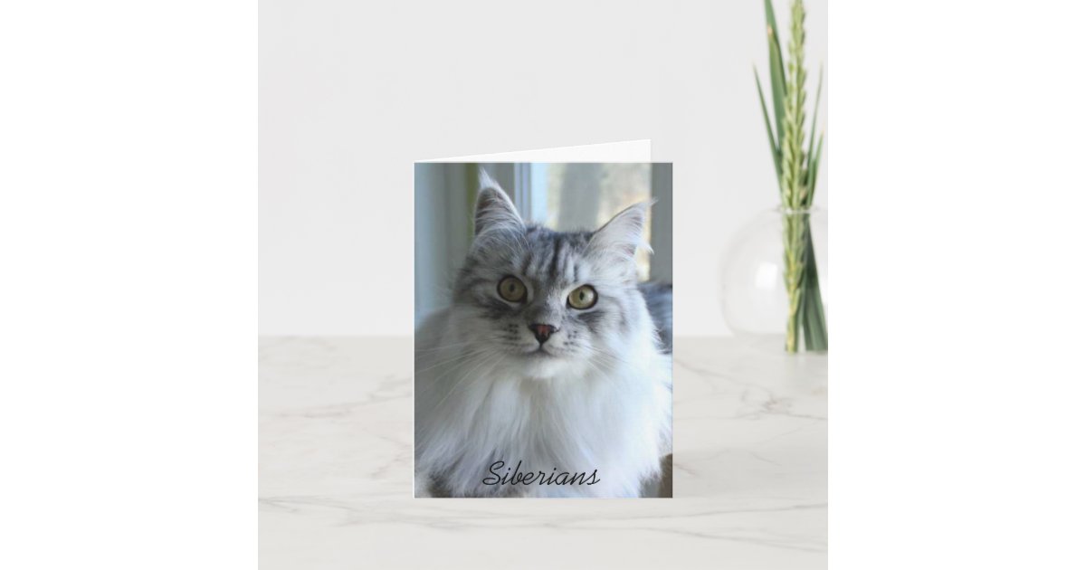 Siberian Cat Note Cards | Zazzle
