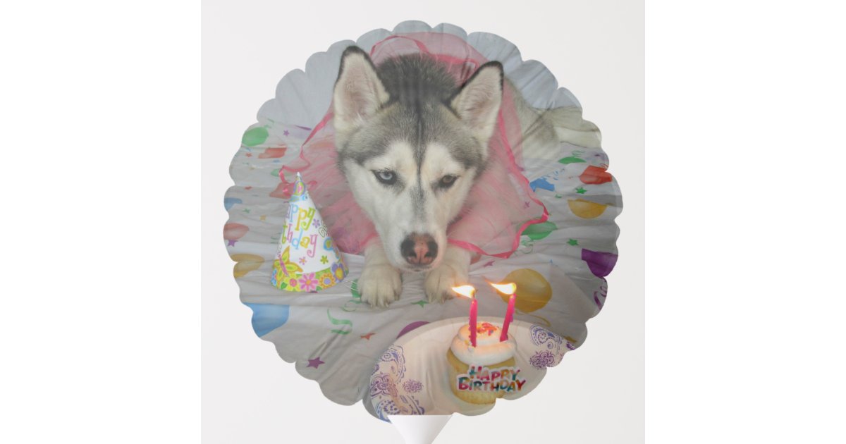 Siberian Huskies Birthday Balloon | Zazzle