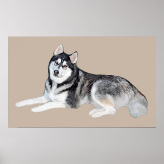 Siberian Husky Beautiful Print | Zazzle.com