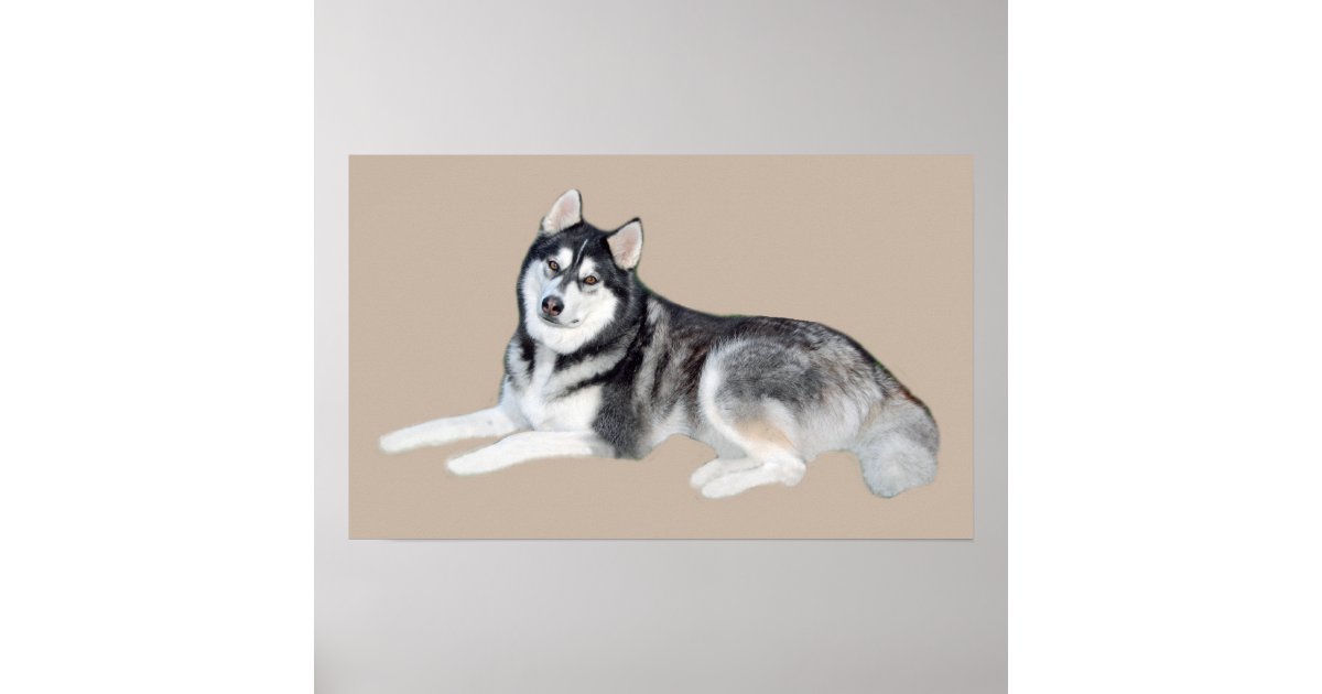 Siberian Husky Beautiful Print | Zazzle