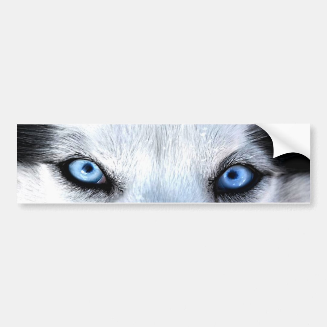 Siberian husky blue eyes bumper sticker | Zazzle