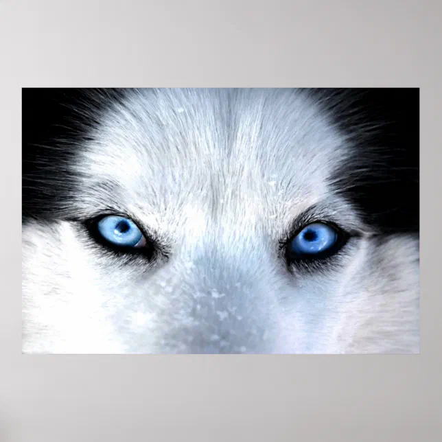Siberian husky blue eyes poster | Zazzle
