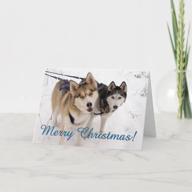 Siberian Husky Christmas Card | Zazzle
