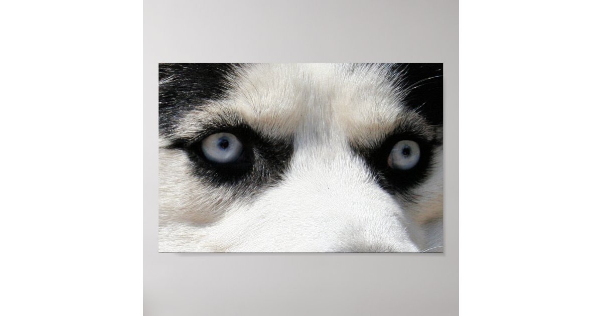 Siberian Husky Demon 3 Poster | Zazzle