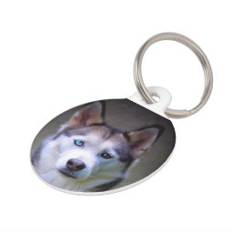 Siberian Husky Dog. Pet ID Tag | Zazzle