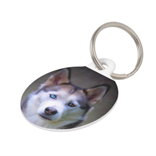 Siberian Husky Dog. Pet ID Tag | Zazzle